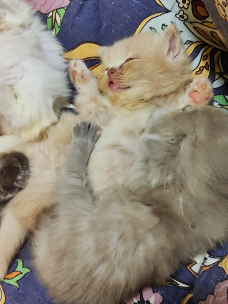 Открытьо бронь Скотиш Фолд