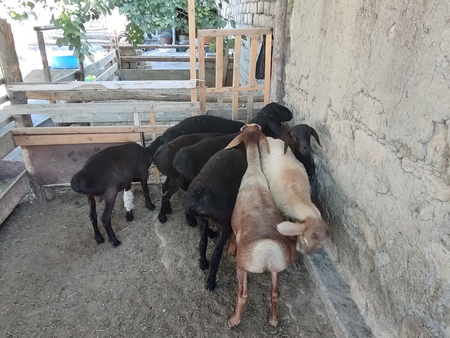 Qo'y Sotiladi ..