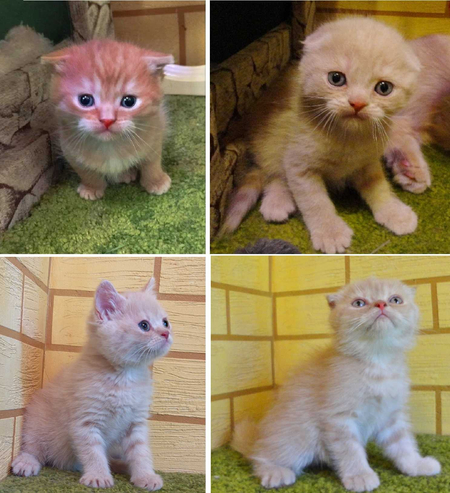 Продам за символичную цену чистокровную кошку.