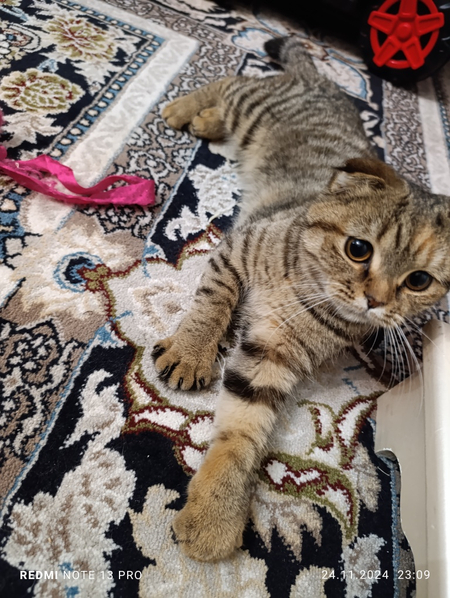 Шотландский Скоттиш фолд