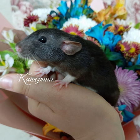 Крысы хаски ручные