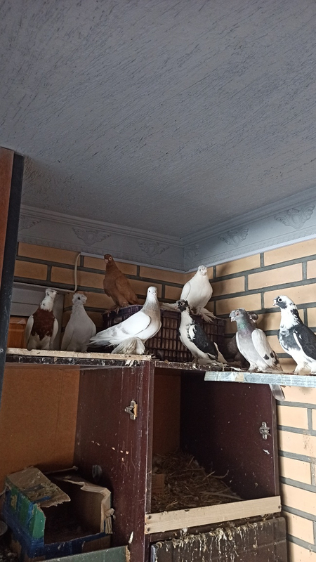 Голуби , кабутар, кафтар , kaftar , kabutar