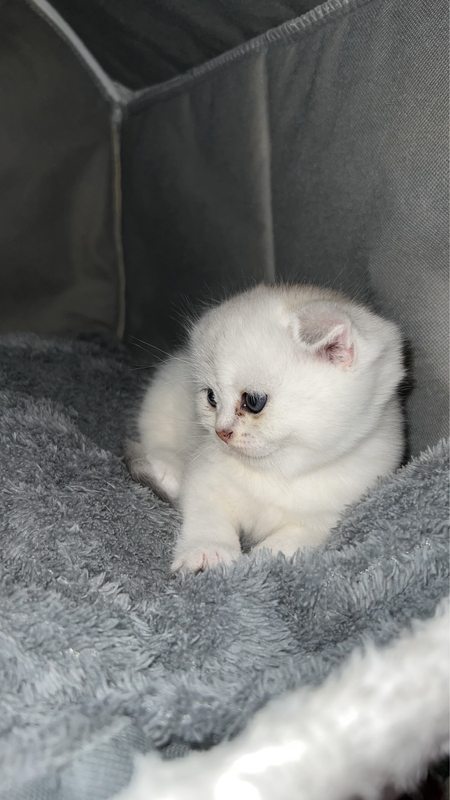 Скотиш фолд, чистокровная шиншилла