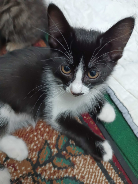 Котята бесплатно