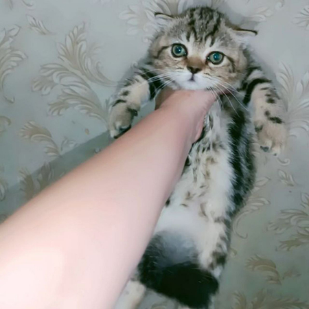 Шотландские котята