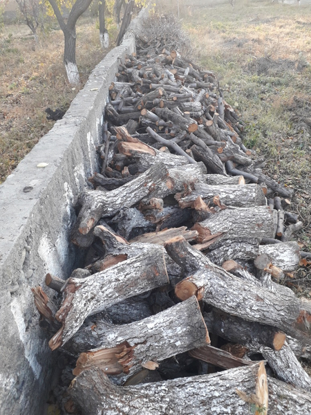 Otn sotiladi mevali daraxt