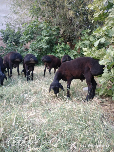 Boqishga qo’chqorla bor
