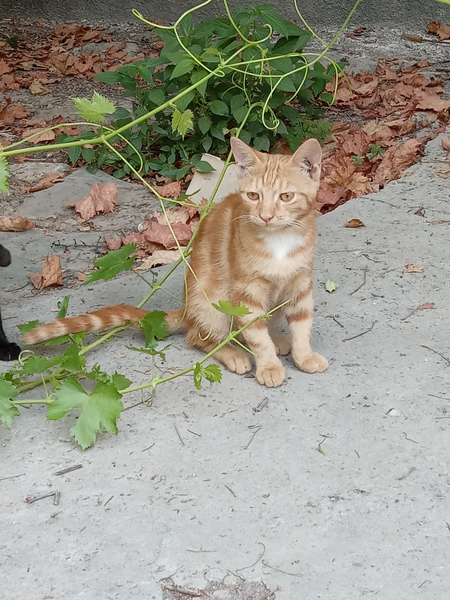 Пристраиваю котиков