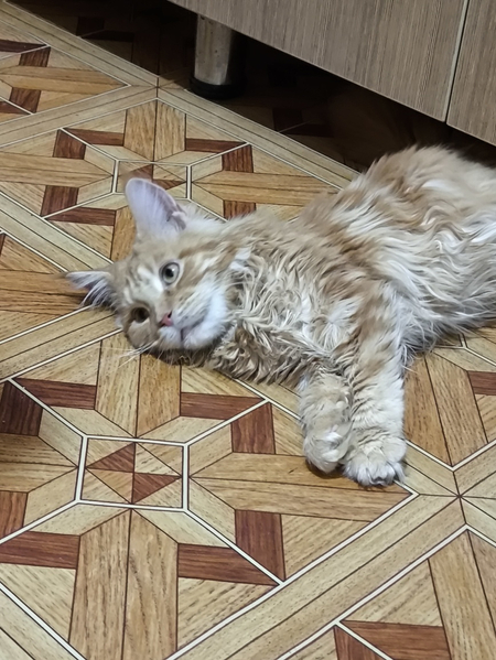 Продаю котёнка, породаМейнкун