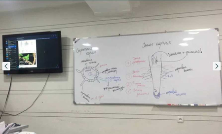 Учебный центр / репетитор биологии / биология / биолог / медицина