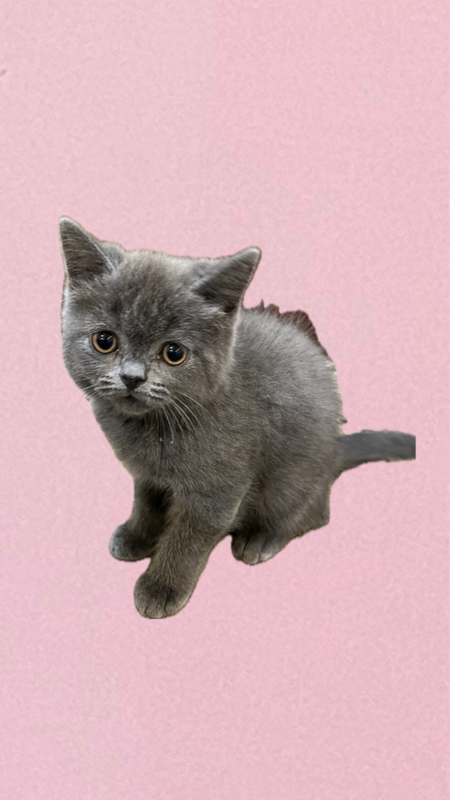 Британская скоттиш