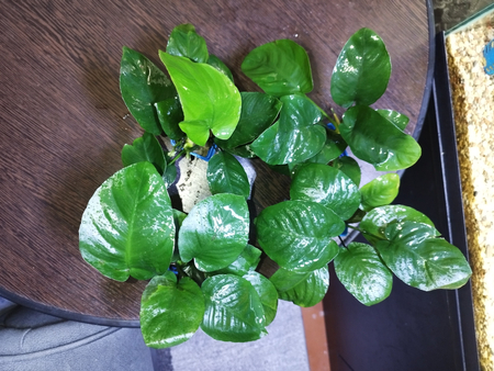 Anubias Barteri1 круглый лист