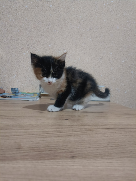Uy mushuk bolalari odobli va sog'lim