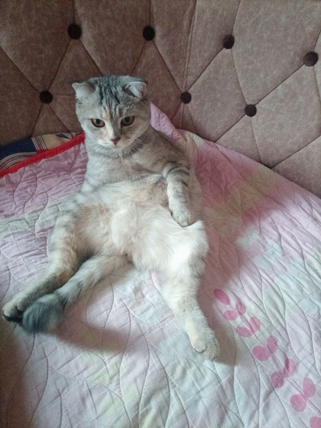 Продам котёнка скотиш фолд
