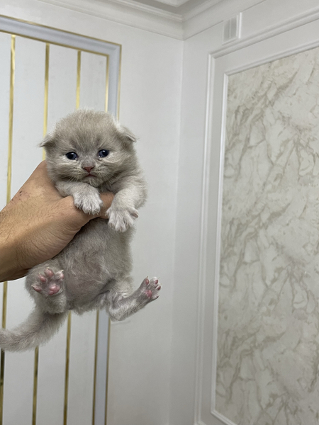 Scottish fold Og'il bola 20 kunlik