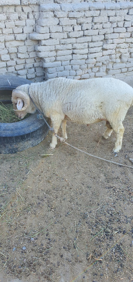 Merinos qo\\\'chqor sotiladi