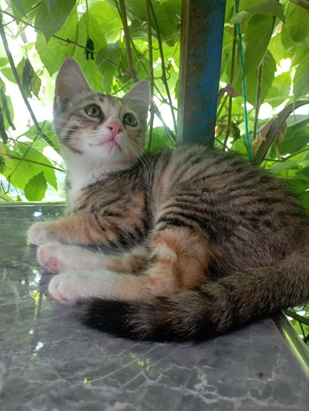 Котёнок ищет добрые ручки