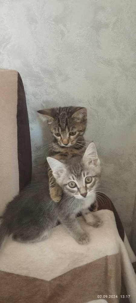 Красивые котятки