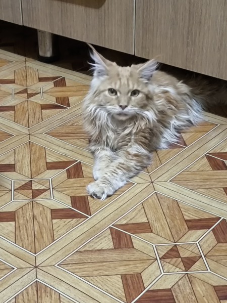 Продаю котёнка, породаМейнкун