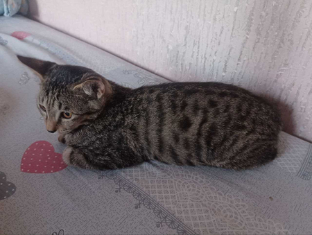 Котёнок отдаем в хорошие руки