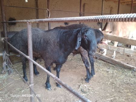 Toza edlbay qoylari 2 dona tiri vesi 125 130 dan kg