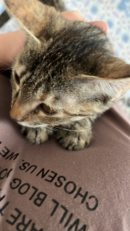 Котёнок девочка. Очень умная шустрая и ласковая. Зовут Мира