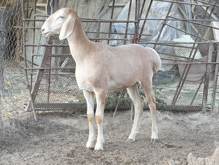 Zotliy qoy sotilad