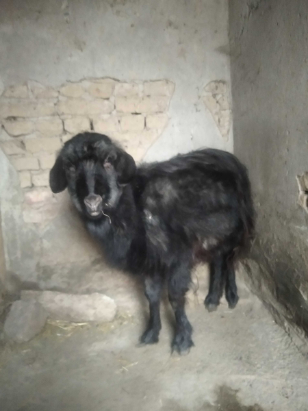 Echki sotiladi (продаются козы)