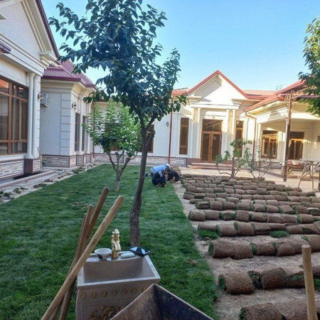 Gazon ekish tayyor gazon urugʻidan ekish