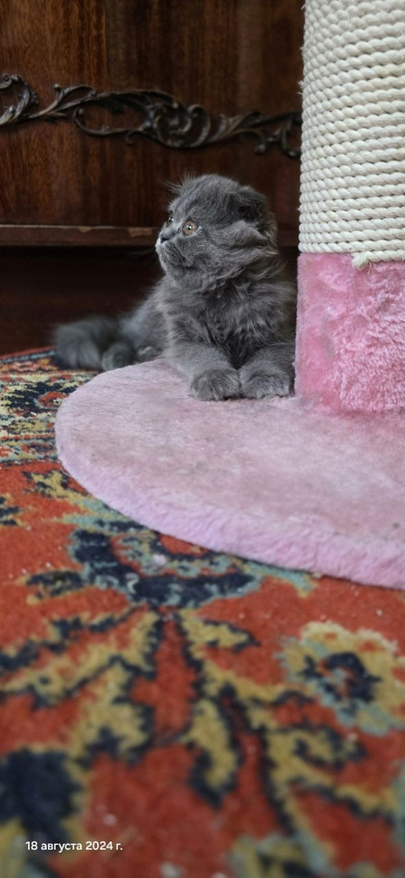 Шотландские котята
