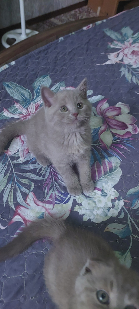 Пррдаются Шотландские котята.