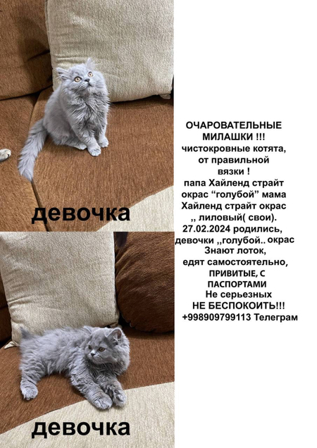 Продаются котята, с паспортом и прививками!