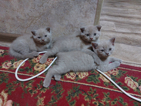 Котята шотландской породы