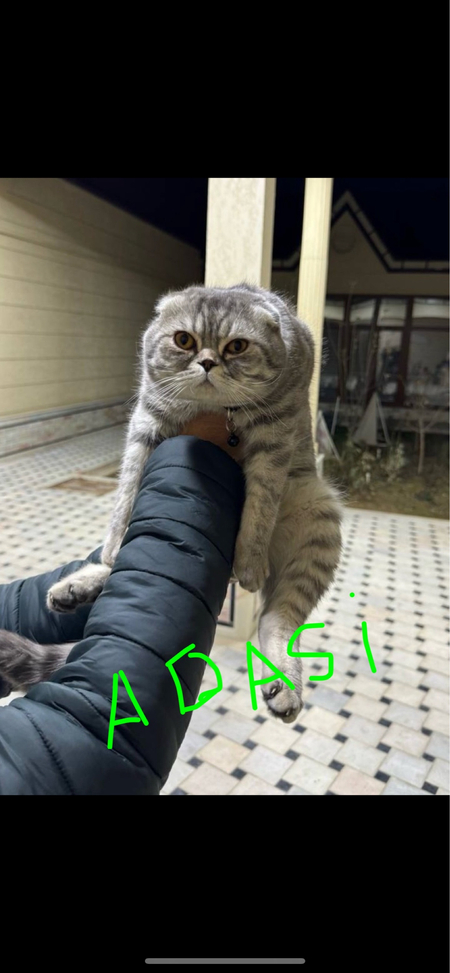 Mushuk skotish fold кошка