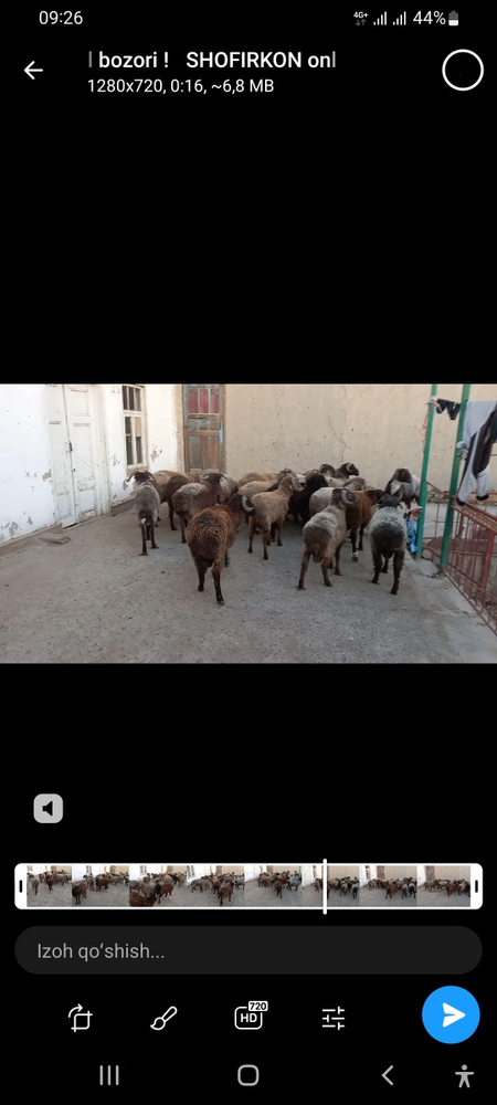 Qo\\\'chqorla sotiladi to\\\'ybob badani zo\\\'r Shofirkonda