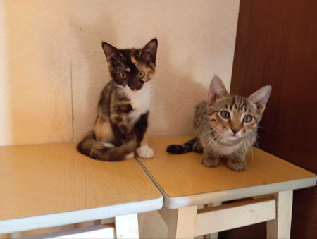 Котята в добрые руки. Смотрите фото