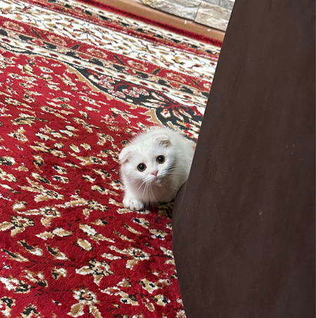 Выслоухий котенок