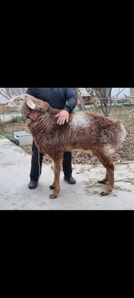 Qo'chqor sotiladi