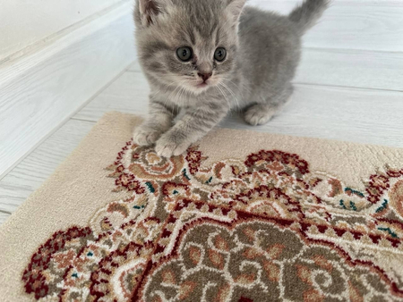 Британские котята