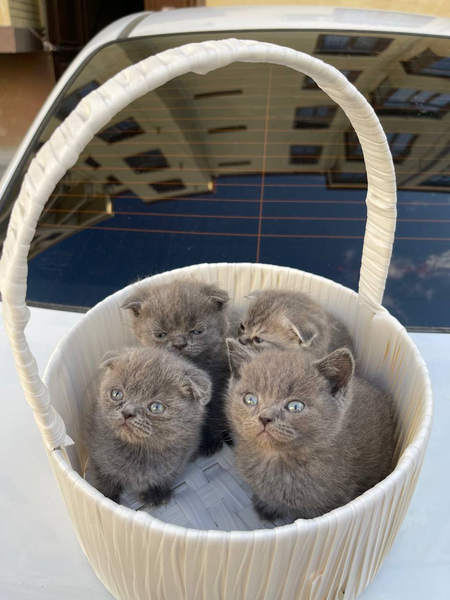 Котята породистые