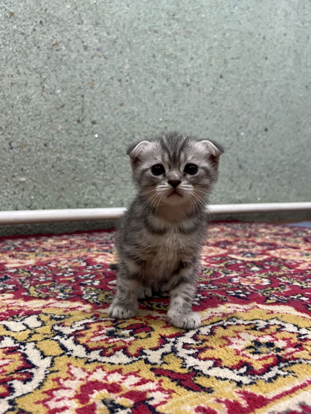 Котята 2 месяцев