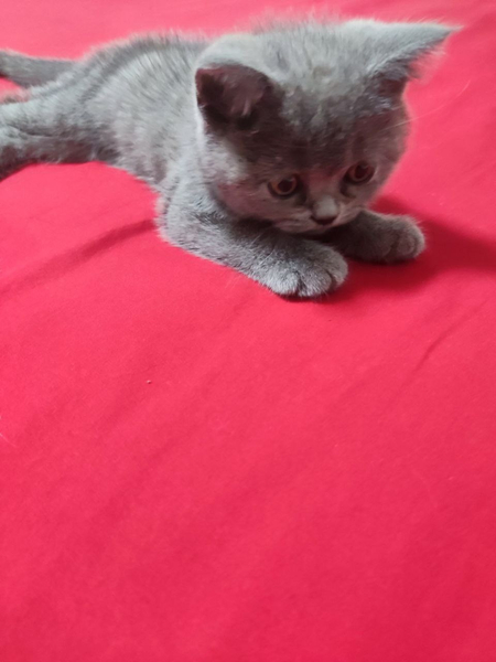 Продается кот скоттиш-страйт 2 месяца. 2oylik scottish straight