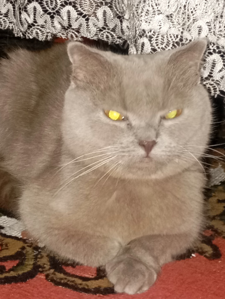 Британская кошка