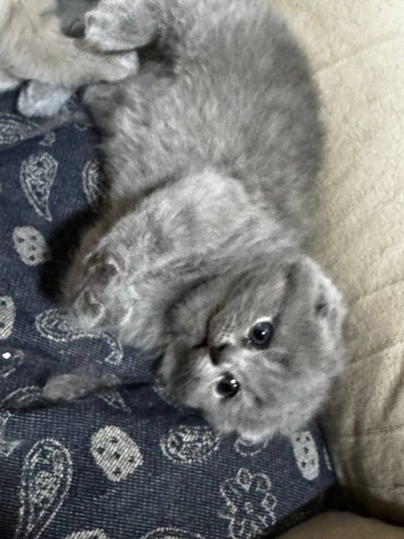 Котята Страйт и фолд на продажу