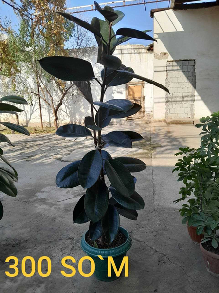Xar xil gullar narxi rasimda