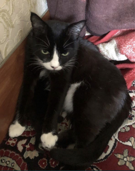 Домашние котята 1 месяц!