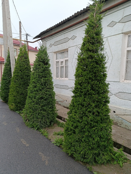 Archalar 2.5 metr 10yillik