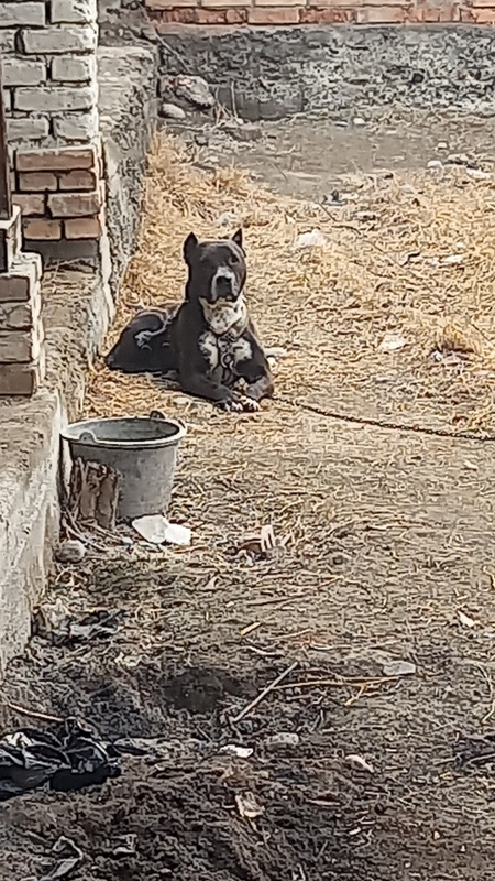 Pitbul sotiladi yoshi 1,5da ogil
