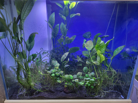 Akvarium sotiladi.
