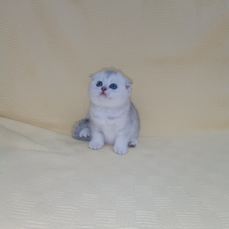 Продаётся шотландская кошечка